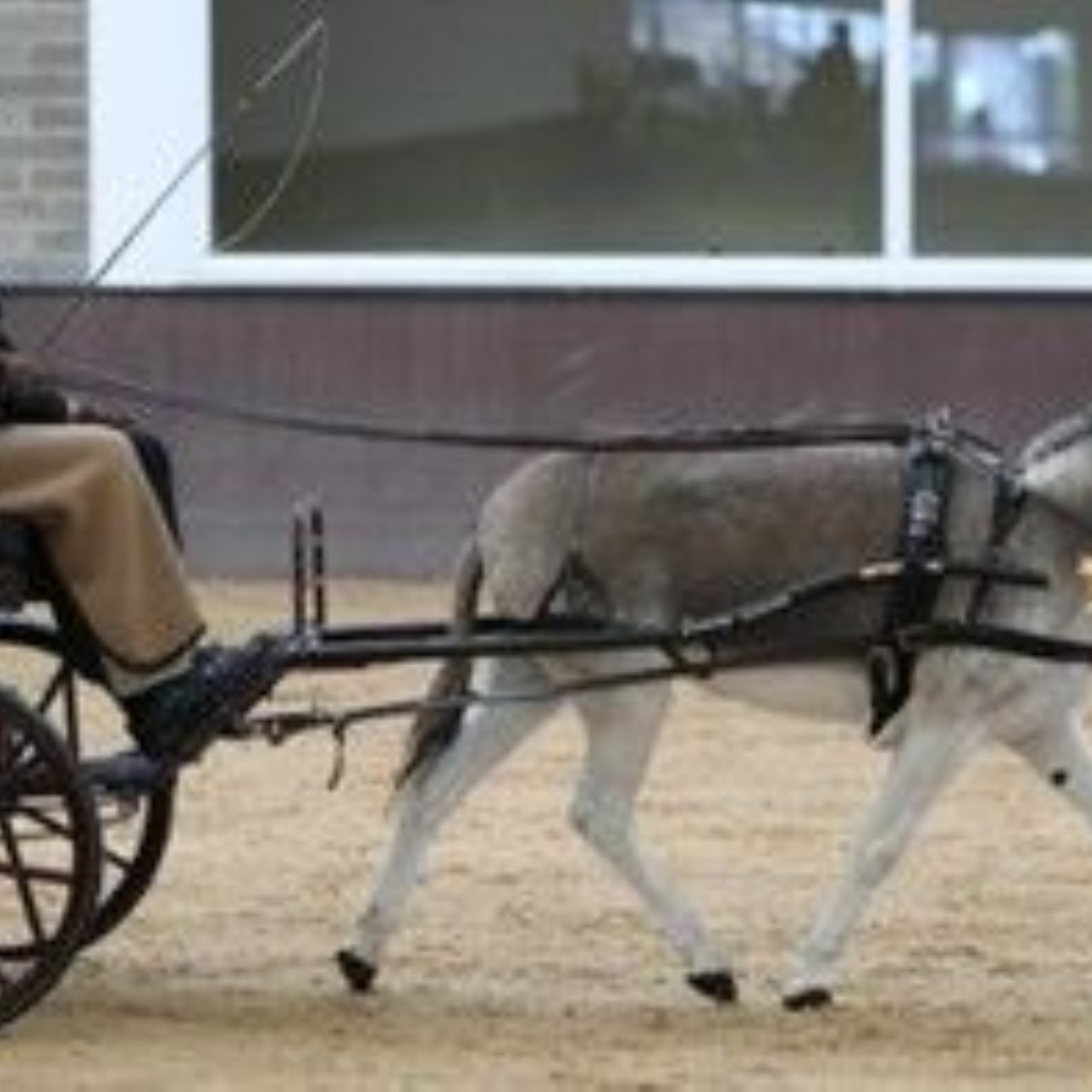 North Cestrian School - National Junior Carriage Driving Championship
